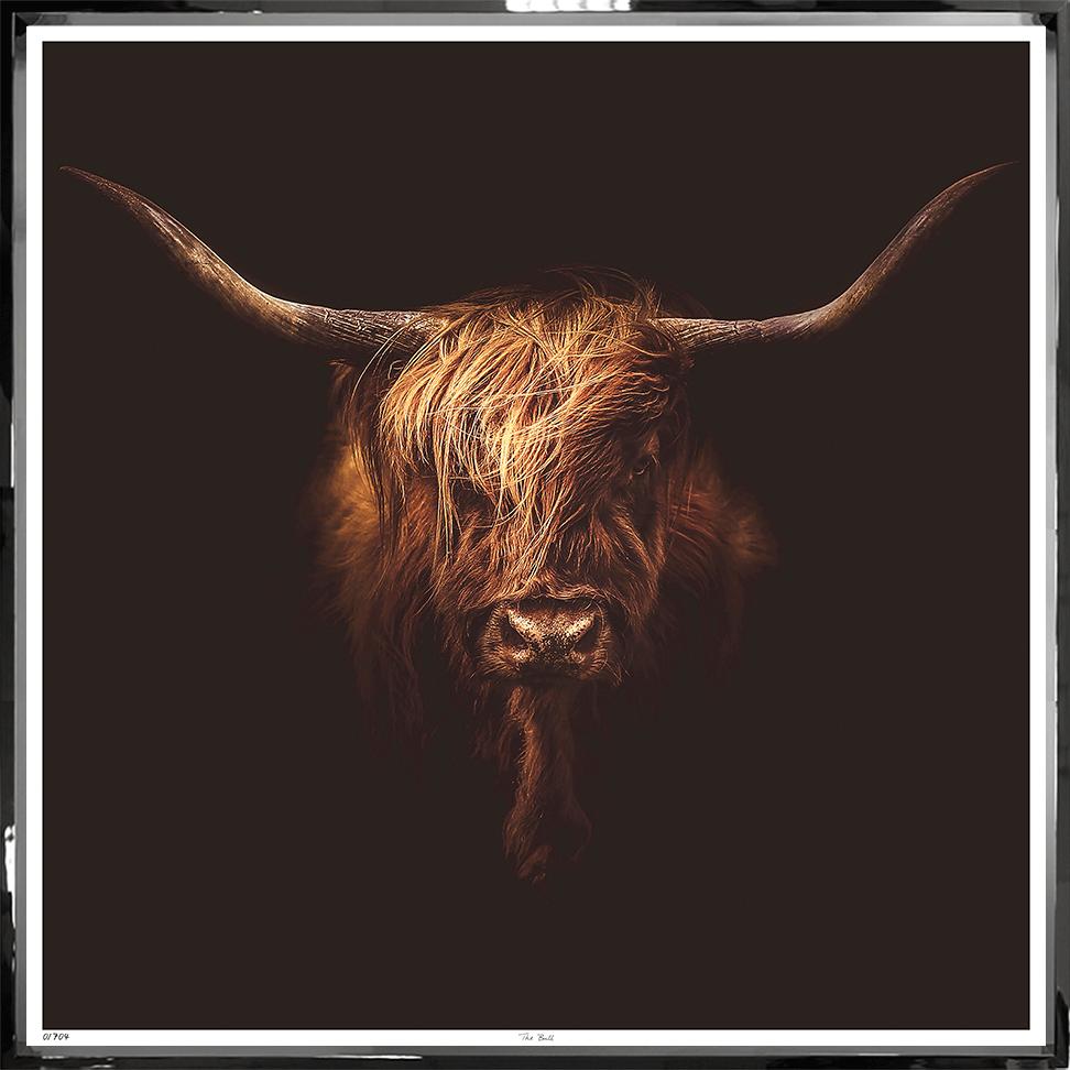 The Bull Frame 50 x 42– Home + Home